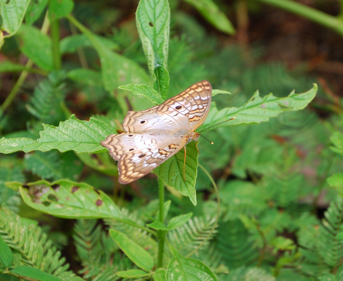 Alligators, butterflies, and more… | Image and Likeness