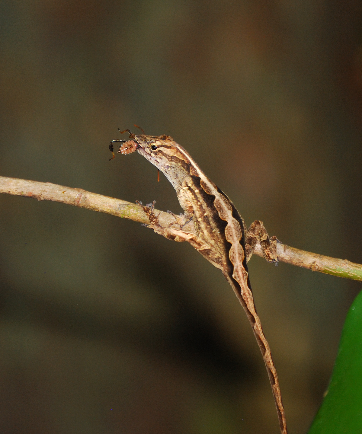 Alligators, butterflies, and more… | Image and Likeness