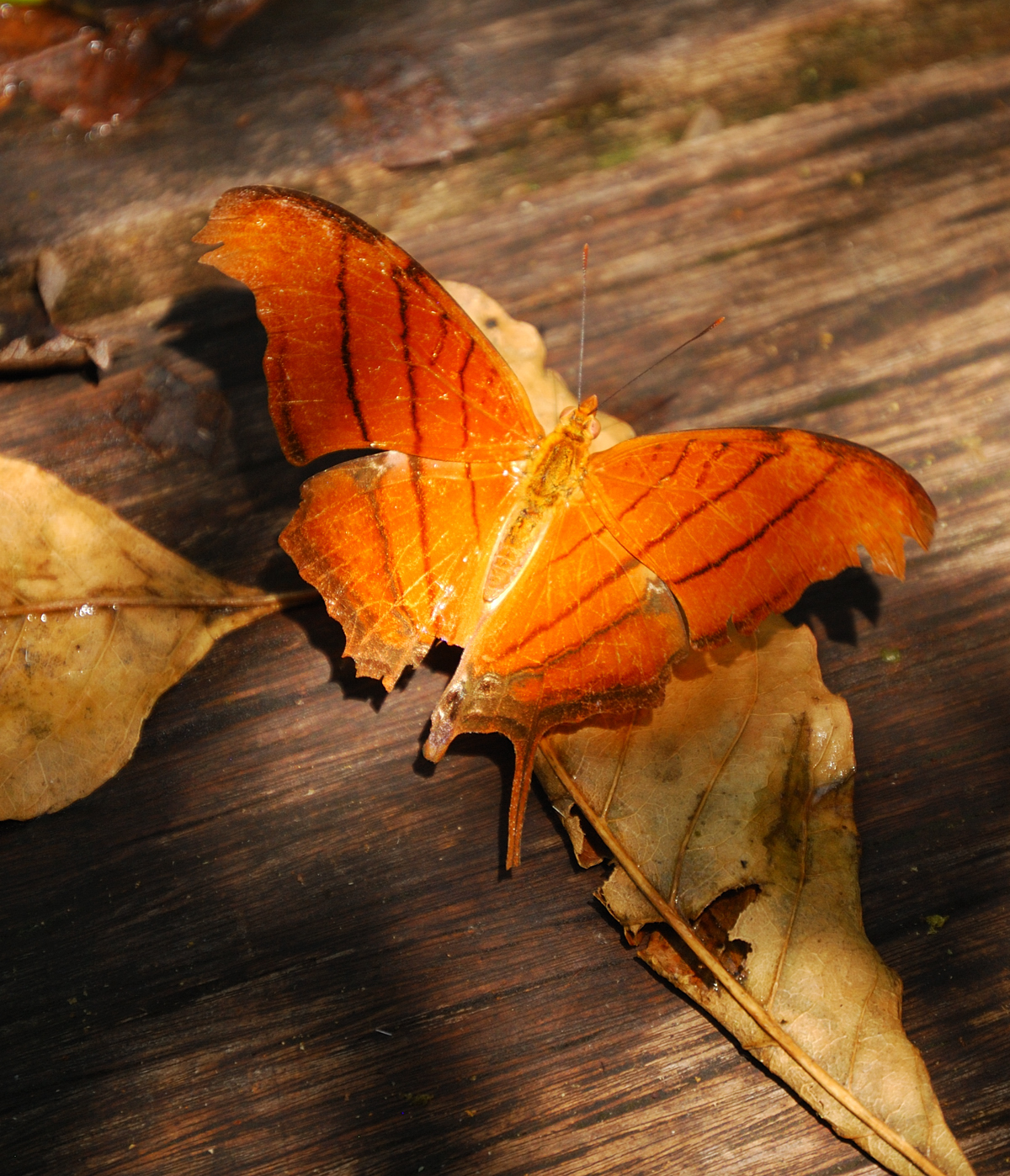 Alligators, butterflies, and more… | Image and Likeness