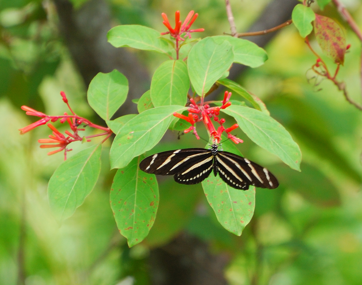 Alligators, butterflies, and more… | Image and Likeness